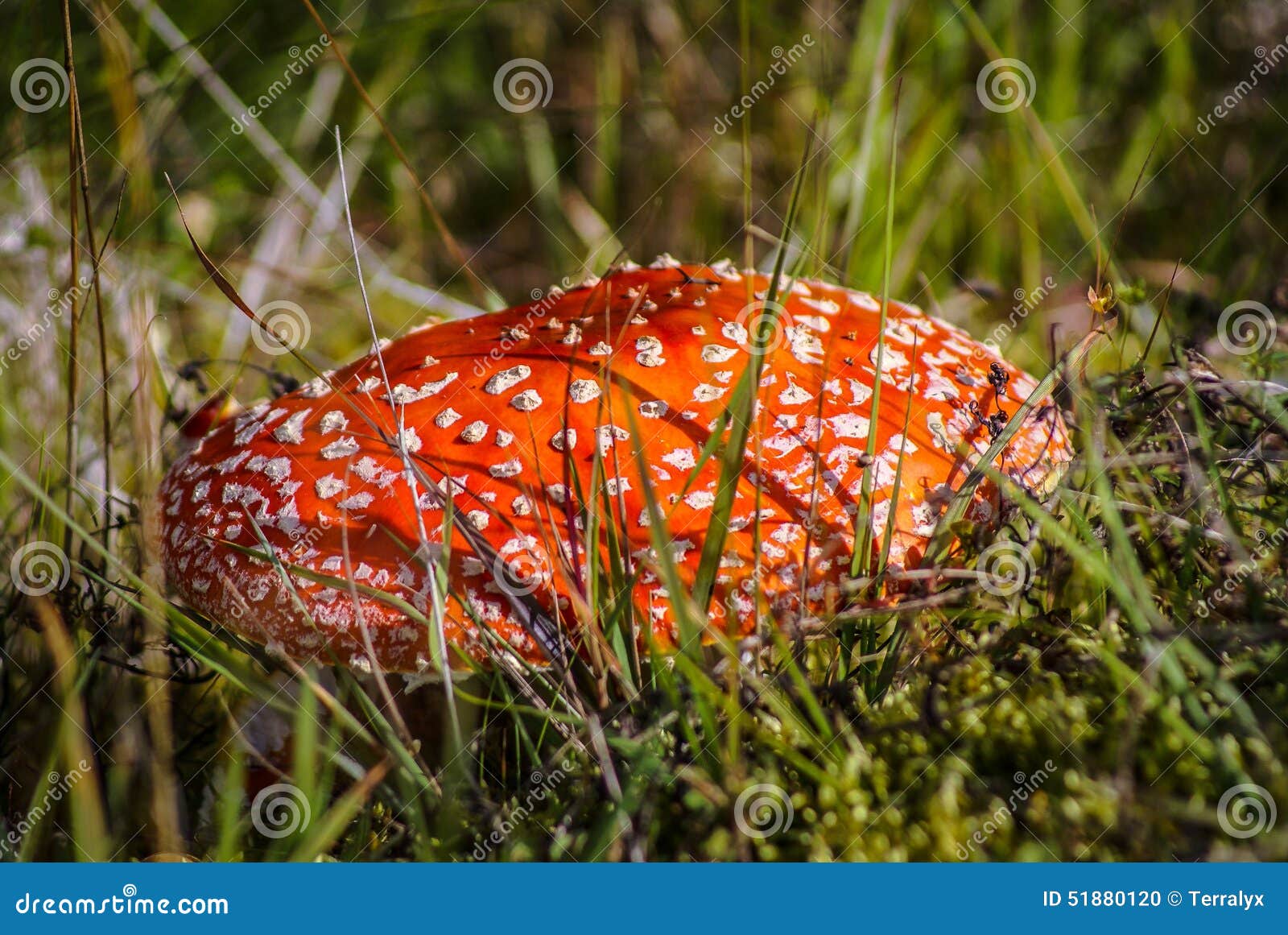 Champinjon arkivfoto. Bild av champinjon, skog, natur - 51880120