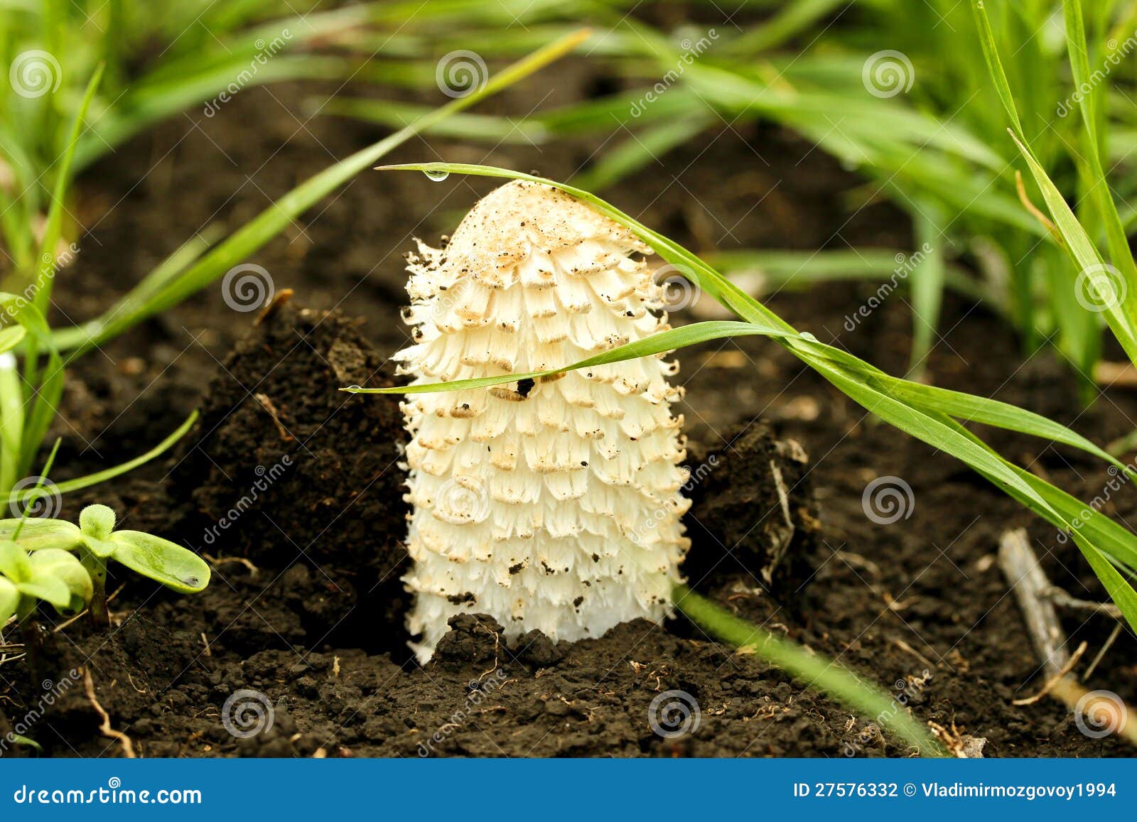 Champinjon (Coprinuscomatus) Arkivfoto - Bild av litet, gräs: 27576332