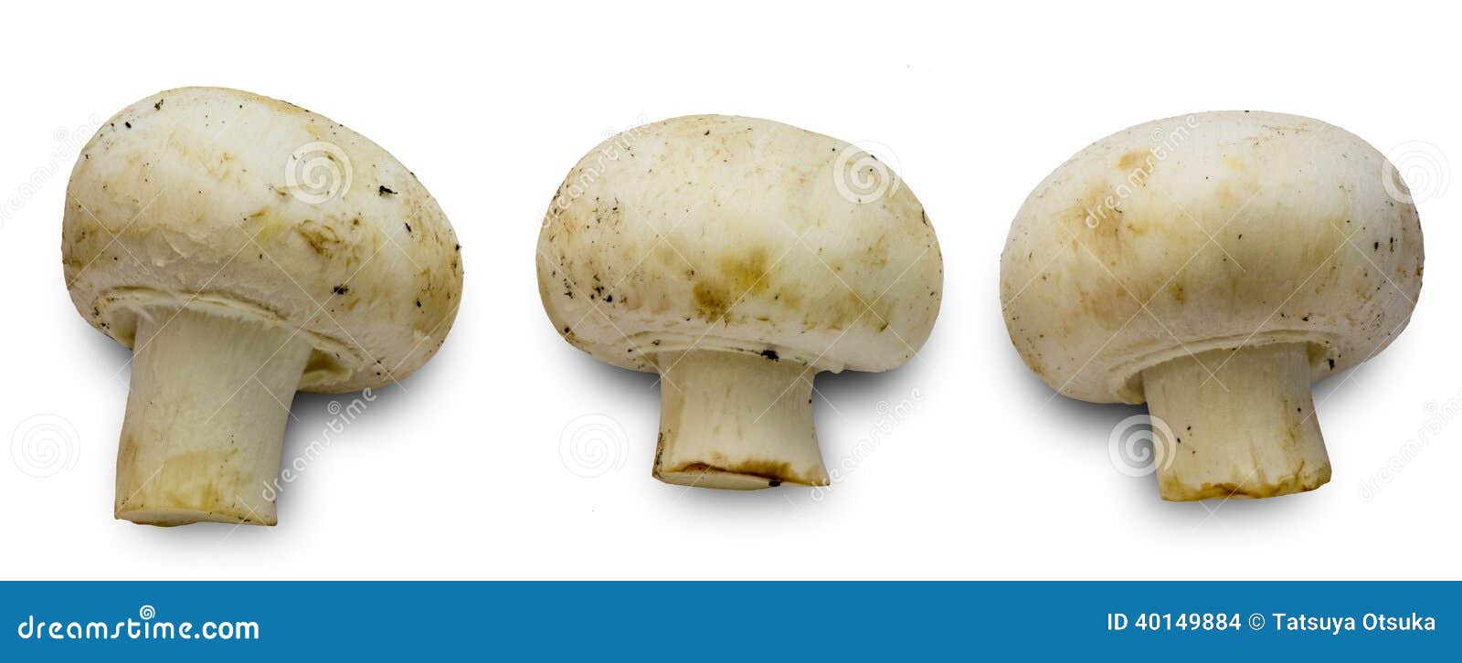 Champinjon I En Vit Bakgrund Arkivfoto - Bild av bakgrund, isolerat ...