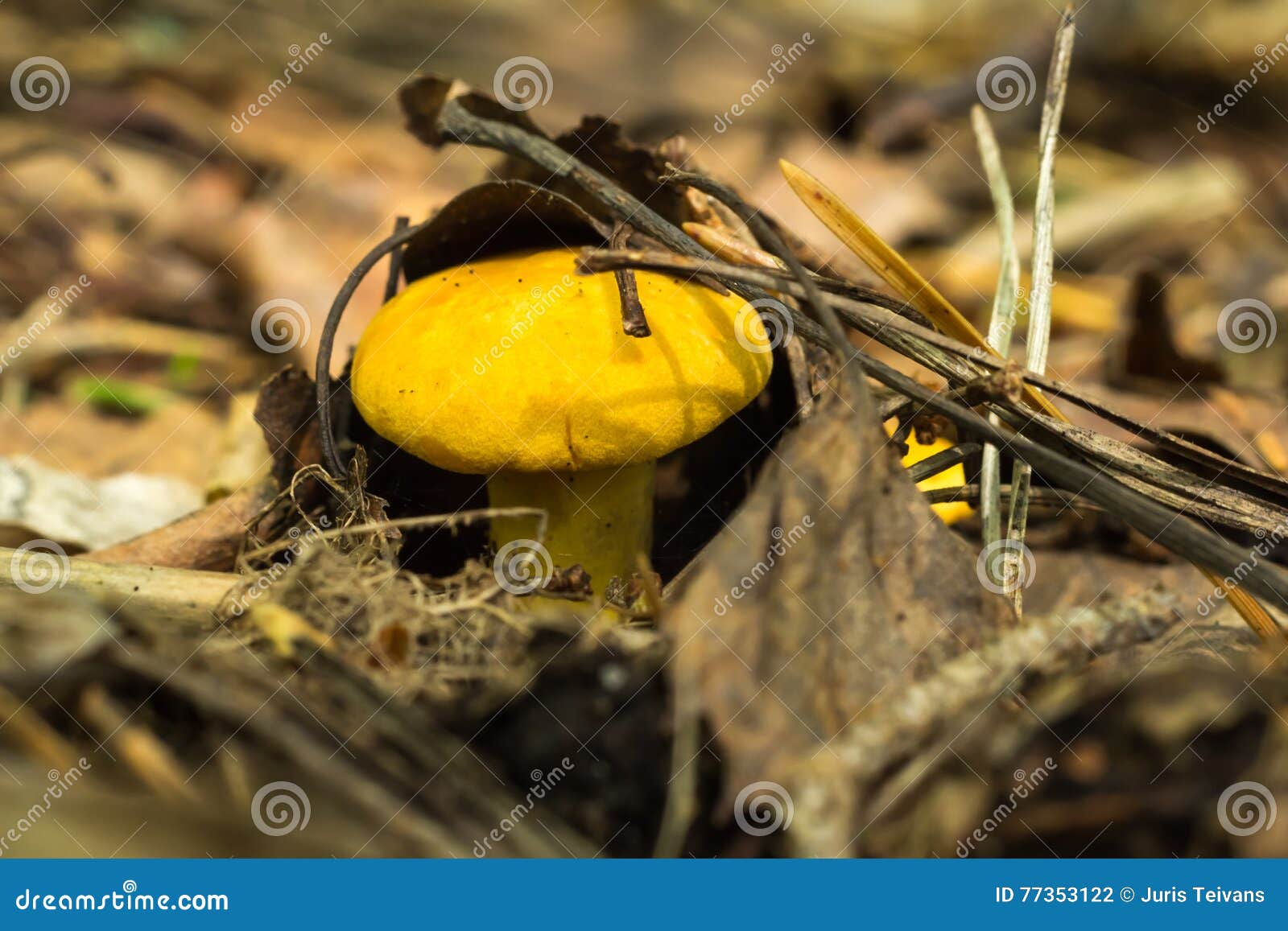 Champinjon & X22; Kantarellordinary& X22; & X28; Lat ...