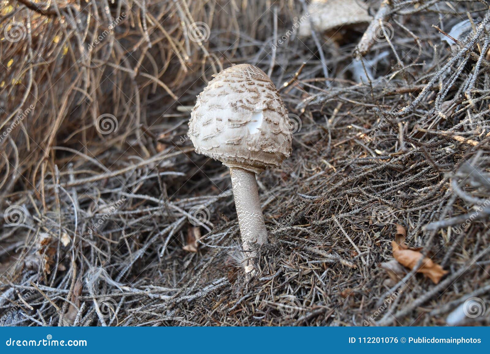 Champinjon Svamp, ?tlig Champinjon, Agaricomycetes Bild. Bild: 112201076