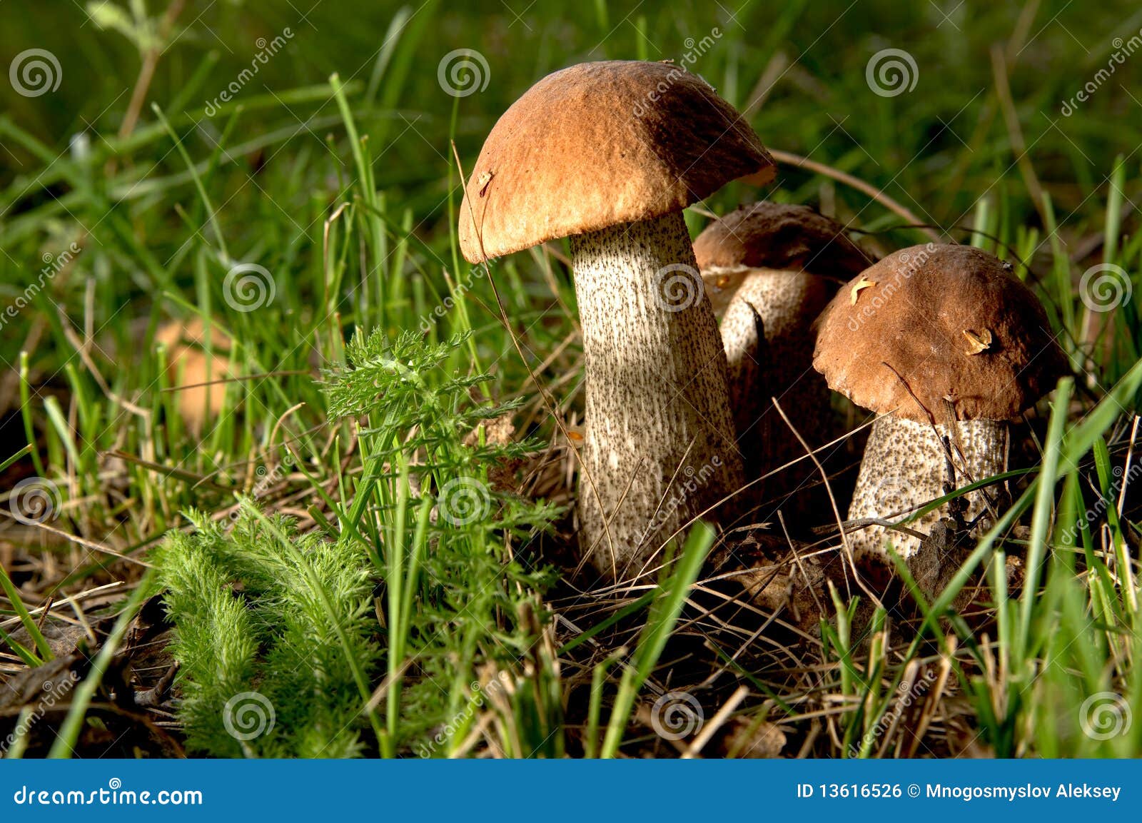 Champinjoner arkivfoto. Bild av champinjon, champinjoner - 13616526