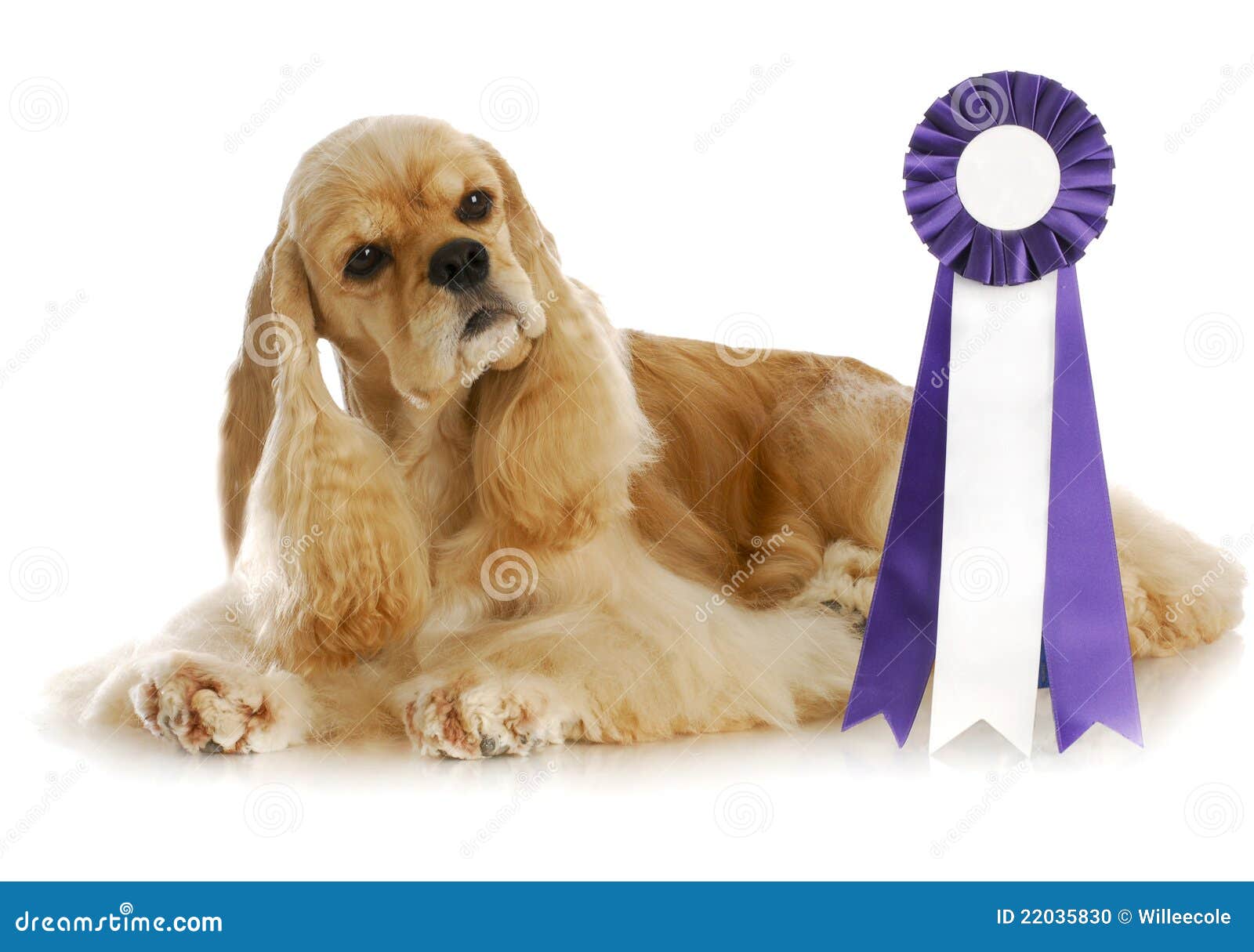 Champion dog stock photo. Image of cocker, adorable, place - 22035830