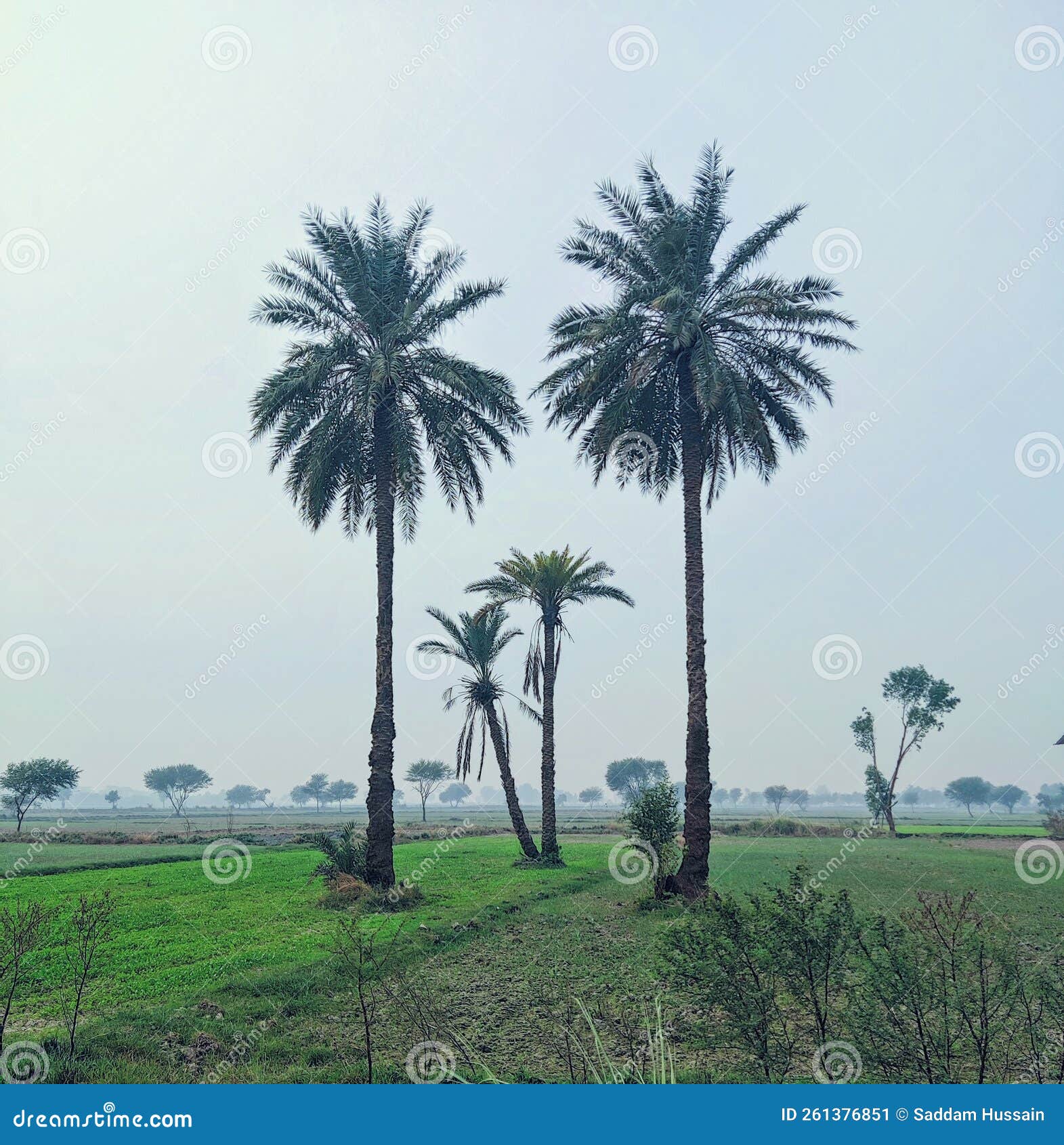 Champs Ruraux Avec Arbre De Dattes Image stock - Image of fleur, jungle ...