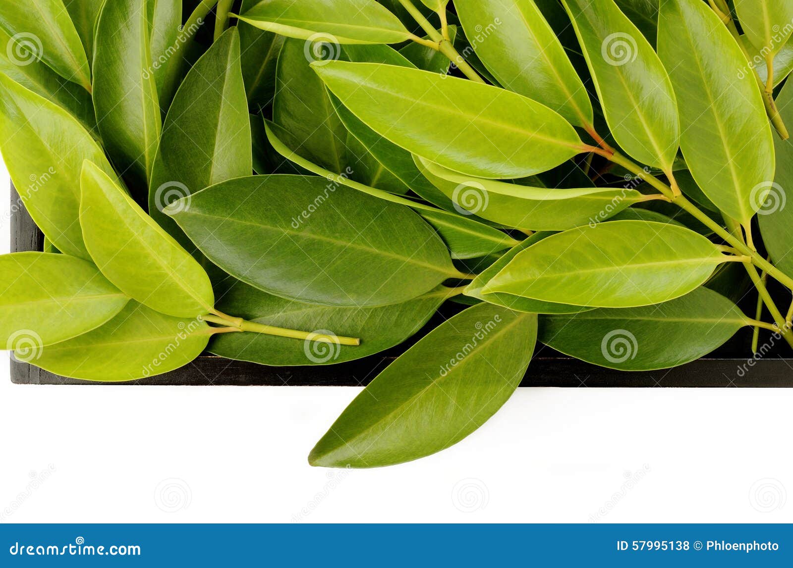 Chamuang Leaves (Garcinia Cowa Roxb.) Stock Photo - Image of roxb ...