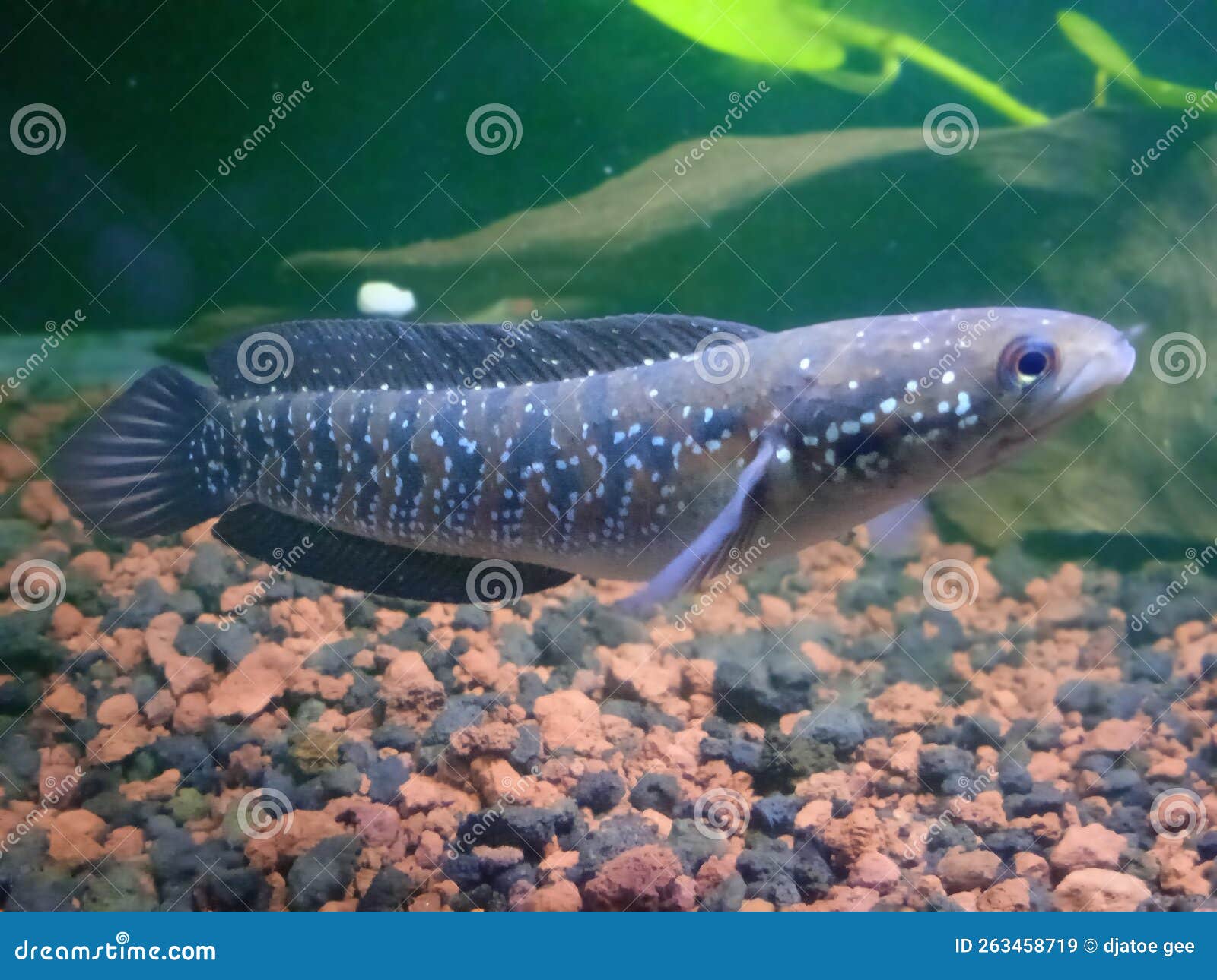 Chana asiatica RSwS stock image. Image of spot, chana - 263458719