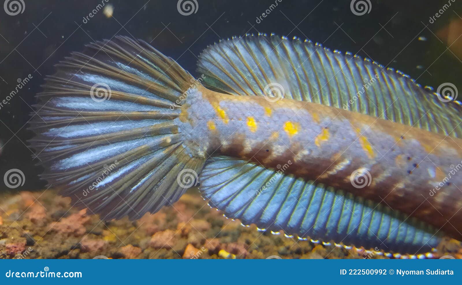 Chana Blue Pulcra Prety stock photo. Image of blue, pulcra - 222500992