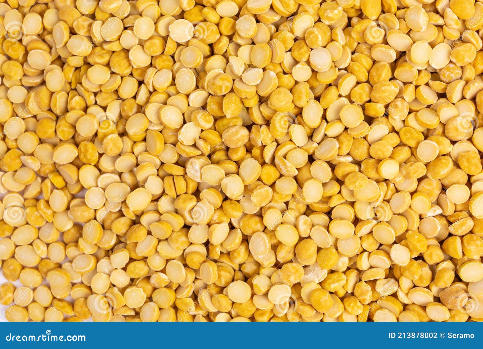 Chana dal stock photo. Image of beans, protein, healthy - 213878002