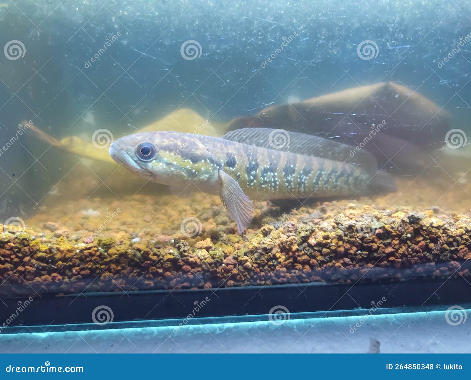 Chana fish stock photo. Image of spot, asiatica, white - 264850348