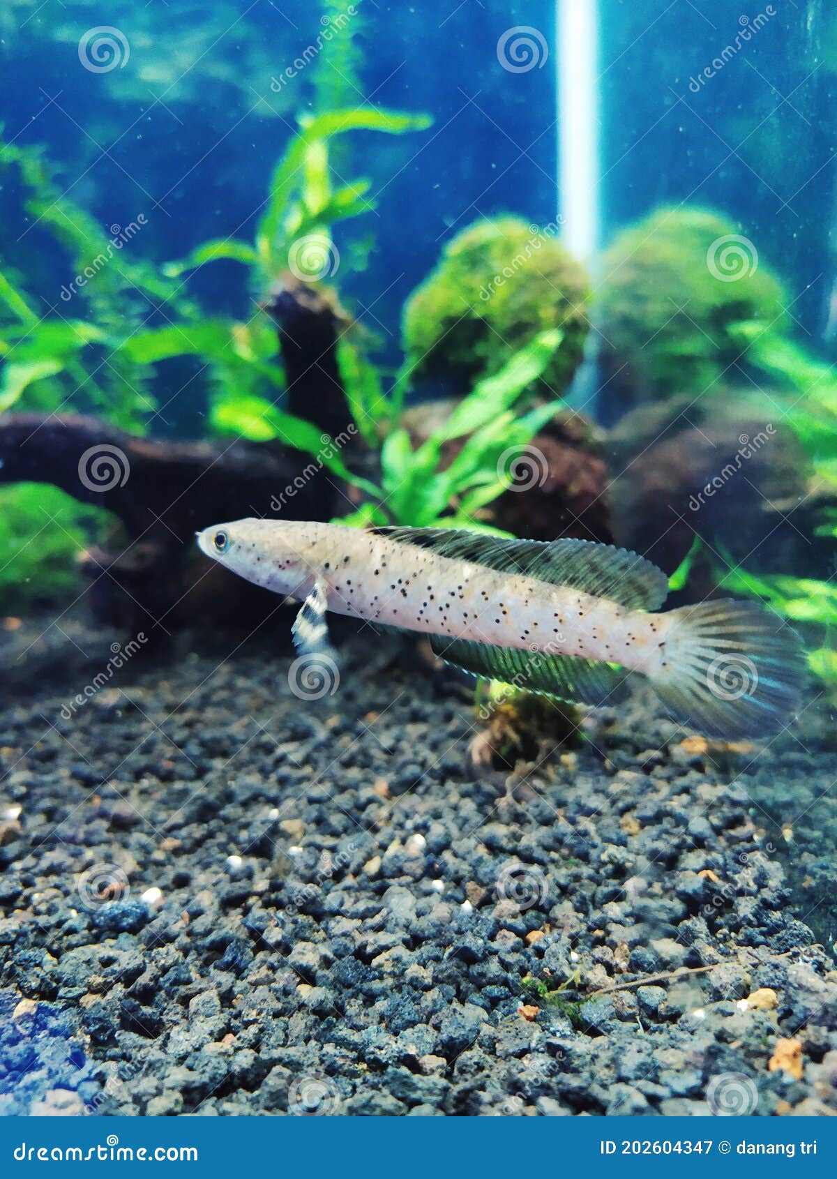 Chana fish stock image. Image of aquarium, coral, reef - 202604347