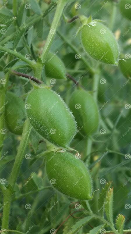 Chana stock photo. Image of chickpeas, chana, trees, plant - 91551884