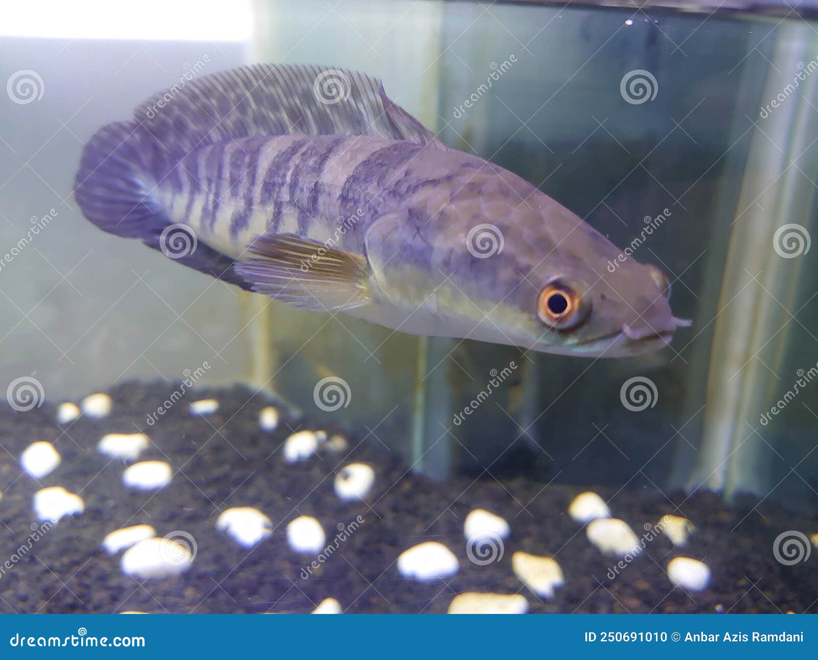 Chana Maru Yellow Sentarum stock photo. Image of life - 250691010