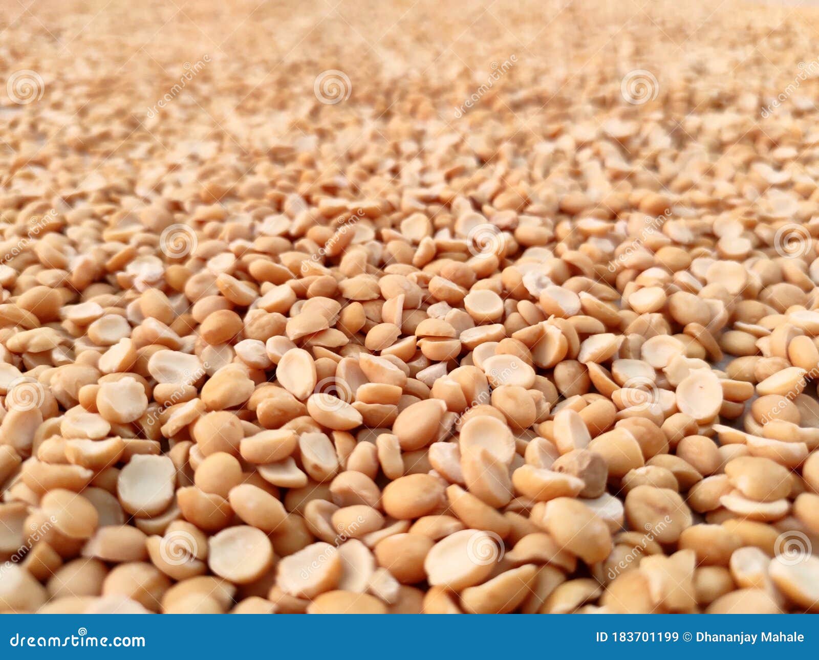 Chana pulse stock image. Image of agriculture, flower - 183701199