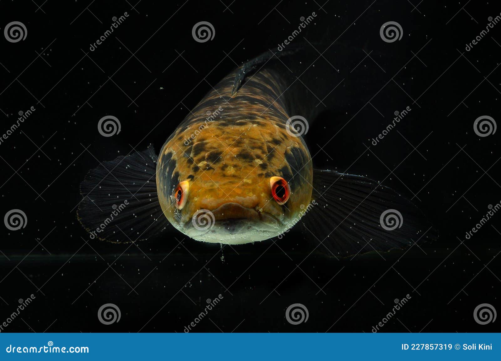 Ikan Koi Atau Secara Spesifiknya Koi Berasal Dari Bahasa Jepang Yang ... Ikan Koi Atau Secara Spesifiknya Koi Berasal Dari Bahasa Jepang Yang ...