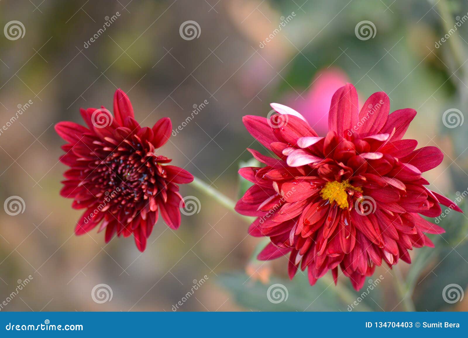 Chandra Malika Flower Royalty-Free Stock Photography | CartoonDealer ...