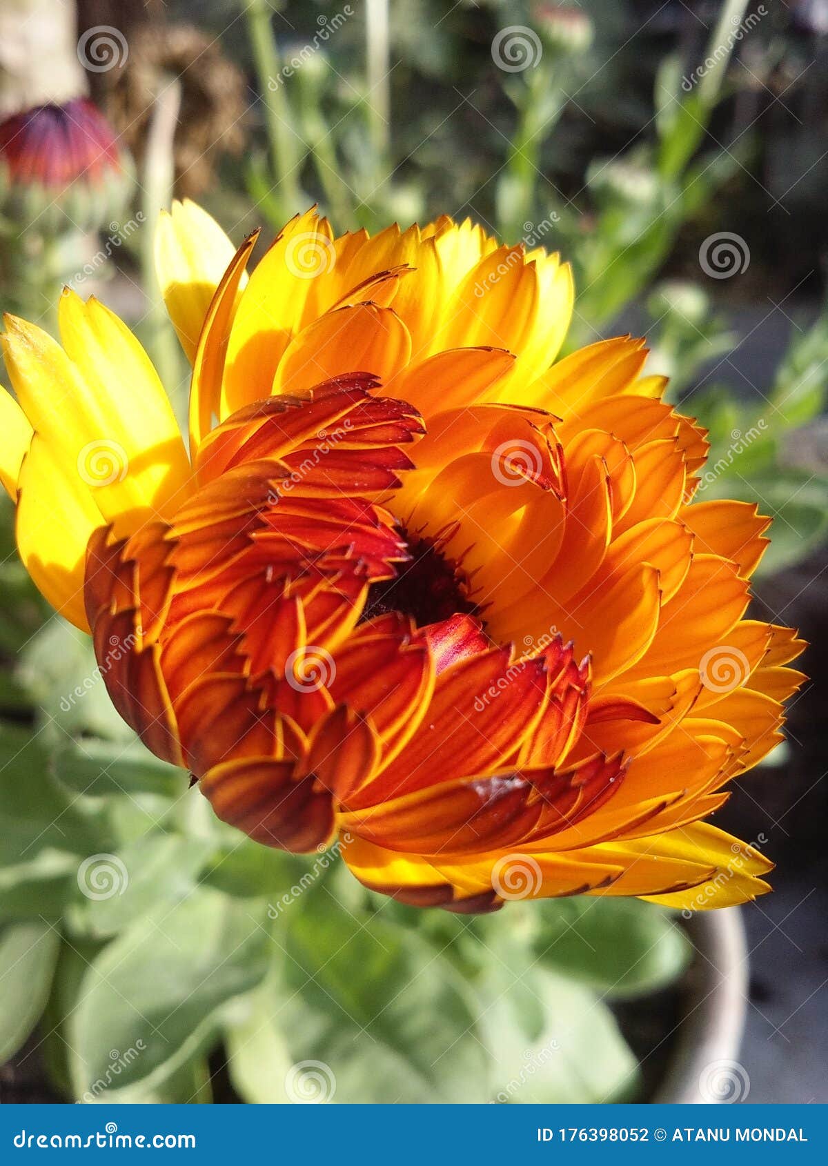 Chandra mallika stock photo. Image of flower, winter - 176398052