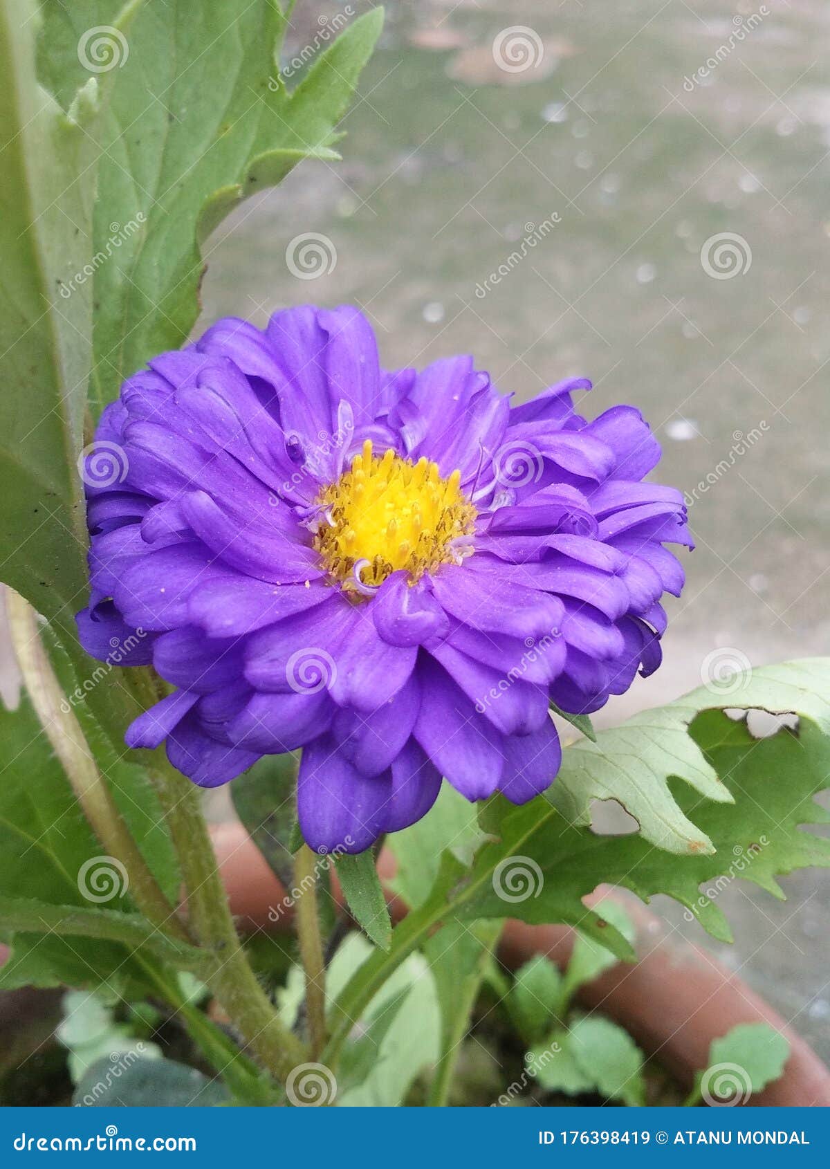 Chandra mallika flower stock image. Image of winter - 176398419