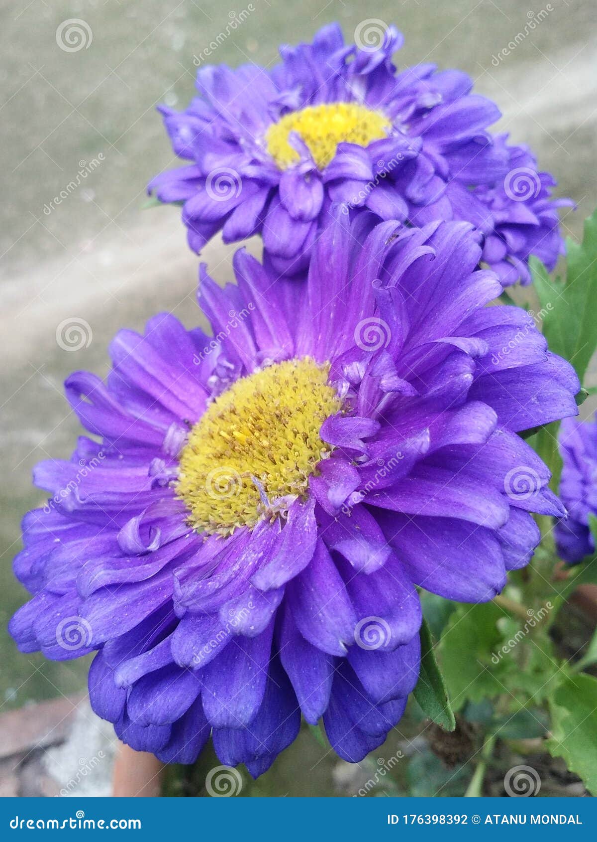 Chandra mallika flower stock photo. Image of beautiful - 176398392