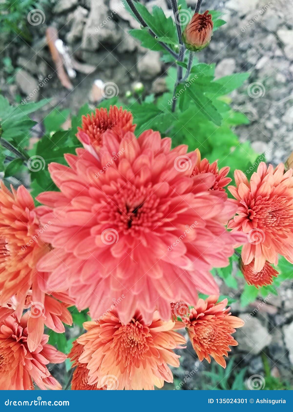 Chandra Mallika Flower Stock Photos - Free & Royalty-Free Stock Photos ...