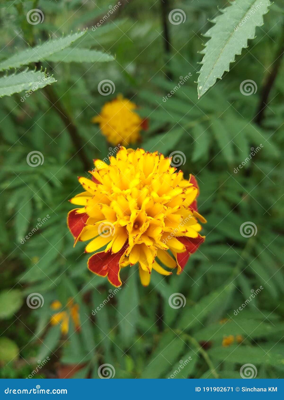 Hoova Stock Photos - Free & Royalty-Free Stock Photos from Dreamstime