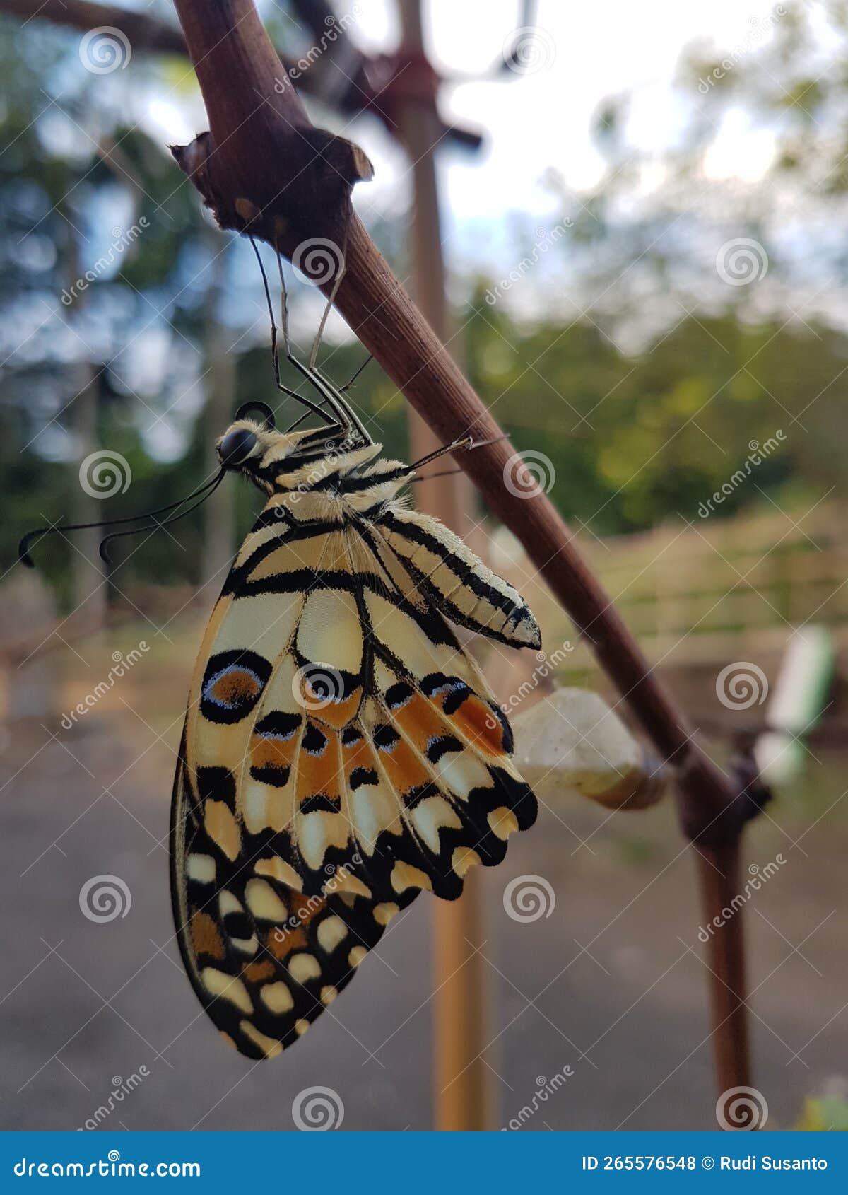 Change n freedom stock photo. Image of change, freedom - 265576548