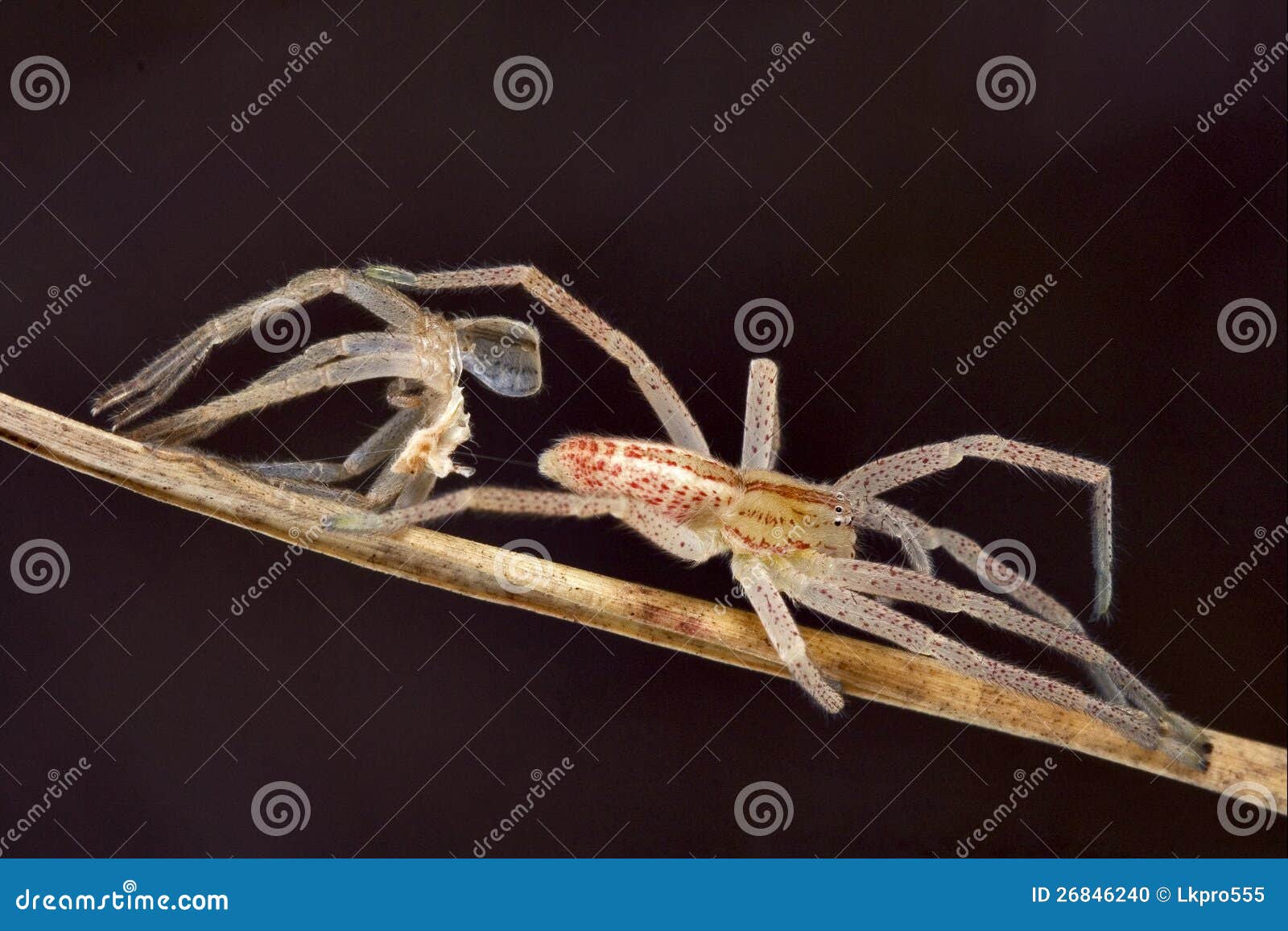 Change of spider stock photo. Image of white, orange - 26846240