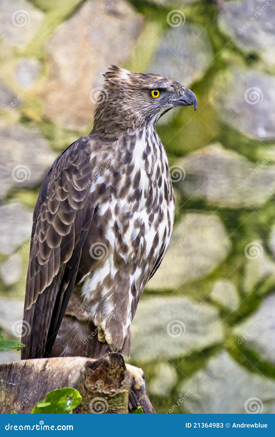 Changeable hawk eagle stock image. Image of nisaetus - 21364983