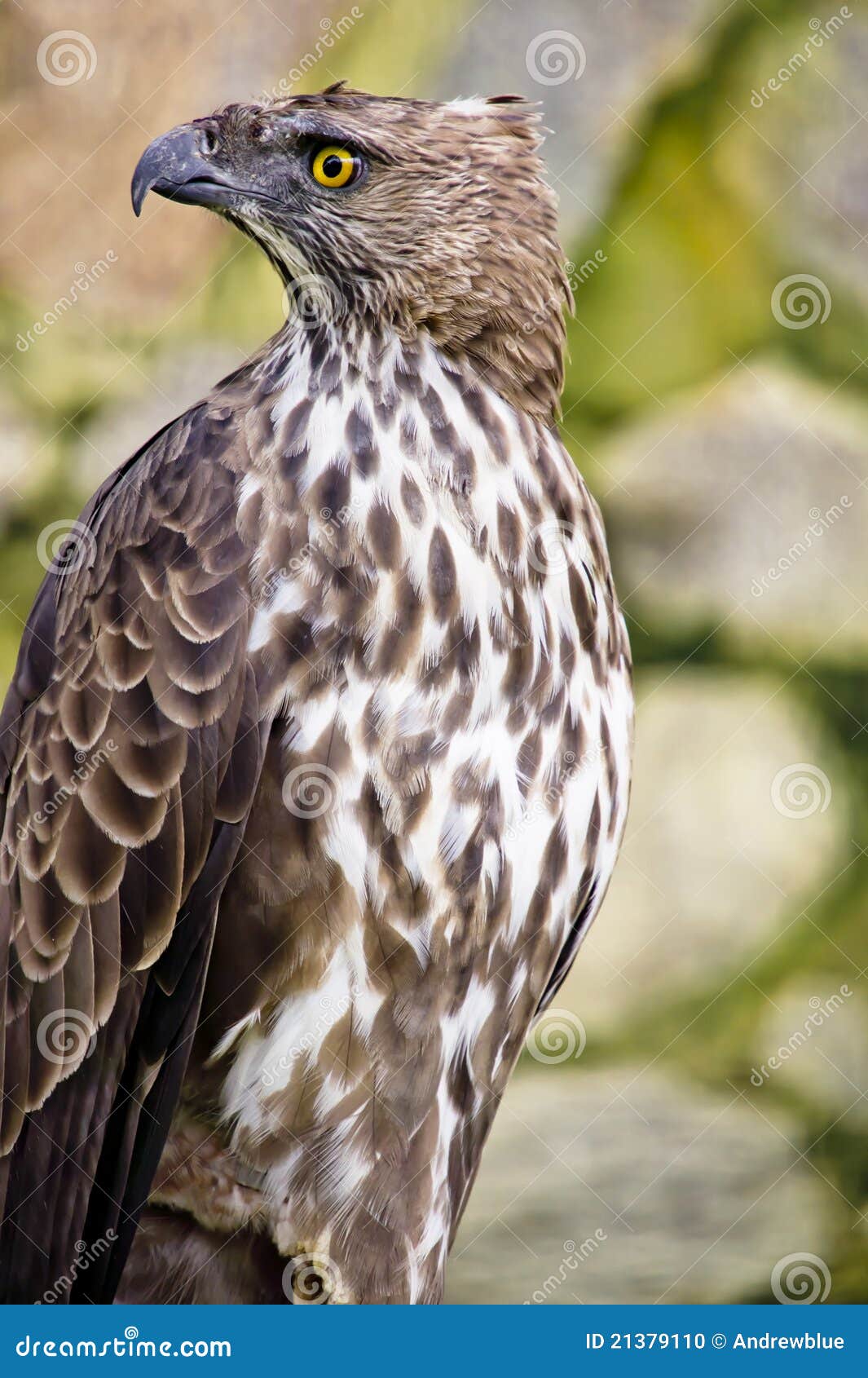 Changeable hawk eagle stock photo. Image of prey, national - 21379110