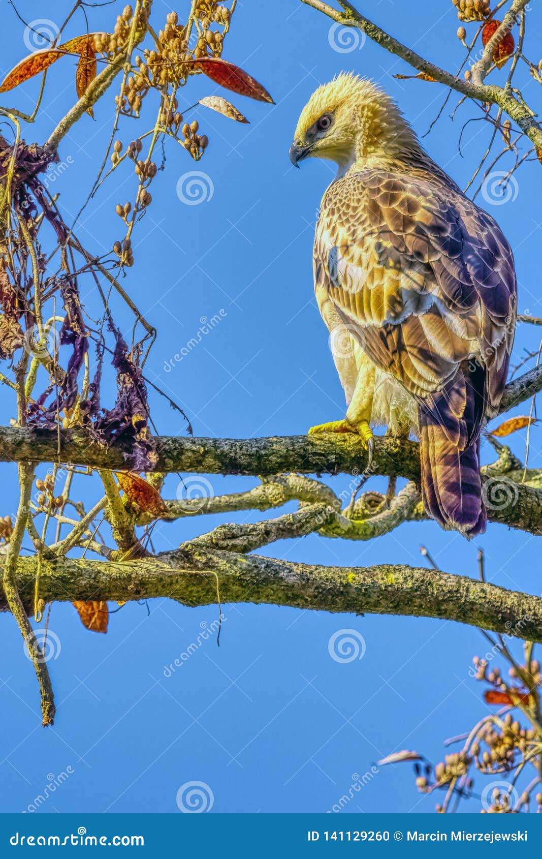 Changeable Hawk-eagle or Crested Hawk-eagle Stock Photo - Image of ...