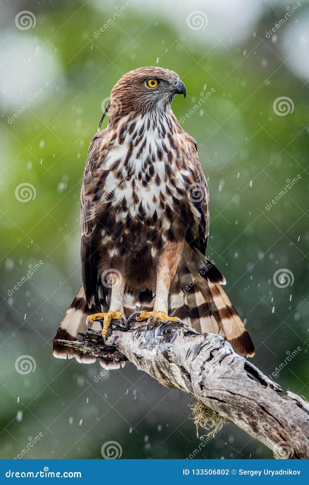 The Changeable Hawk-eagle or Crested Hawk-eagle Stock Photo - Image of ...