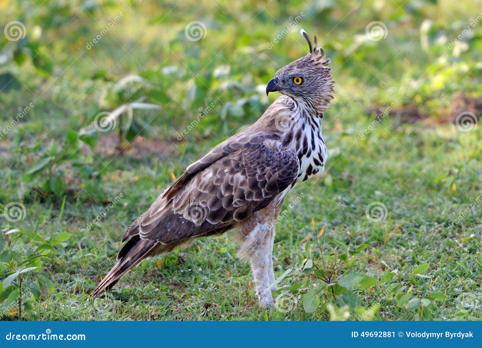 Changeable hawk-eagle stock image. Image of nature, india - 49692881