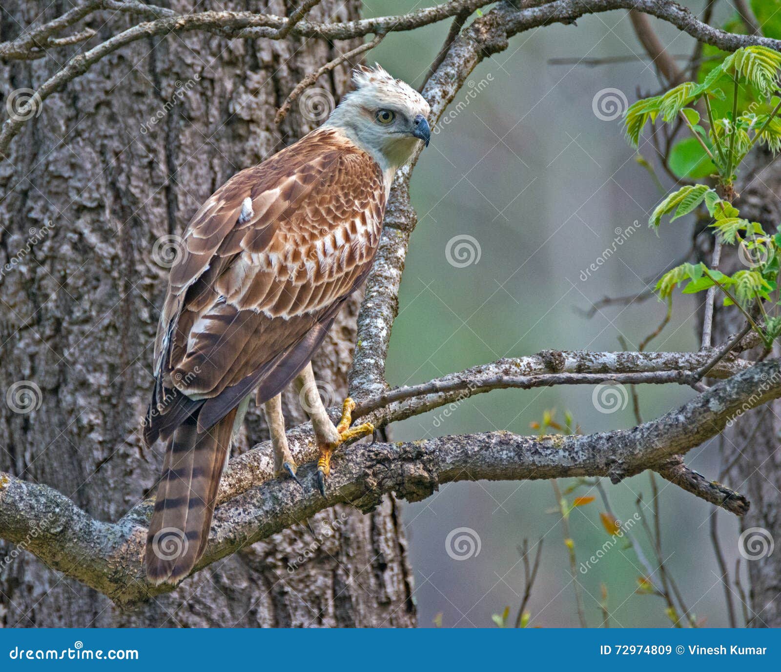 Changeable Hawk Eagle (Nisaetus Limnaeetus) Royalty-Free Stock Photo ...
