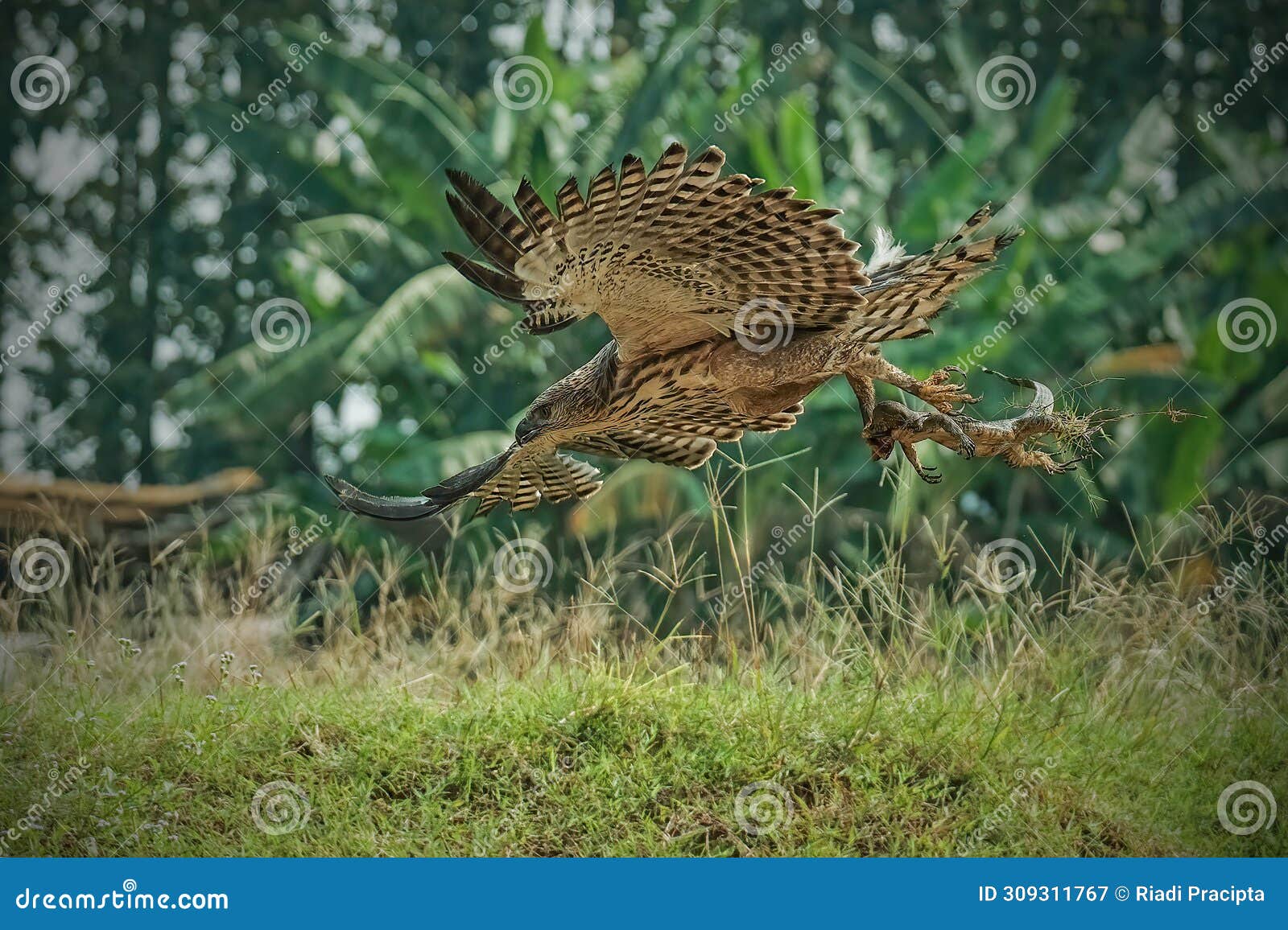 Changeable Hawk-eagle (Nisaetus Cirrhatus) Catch Small Monitor Lizard ...
