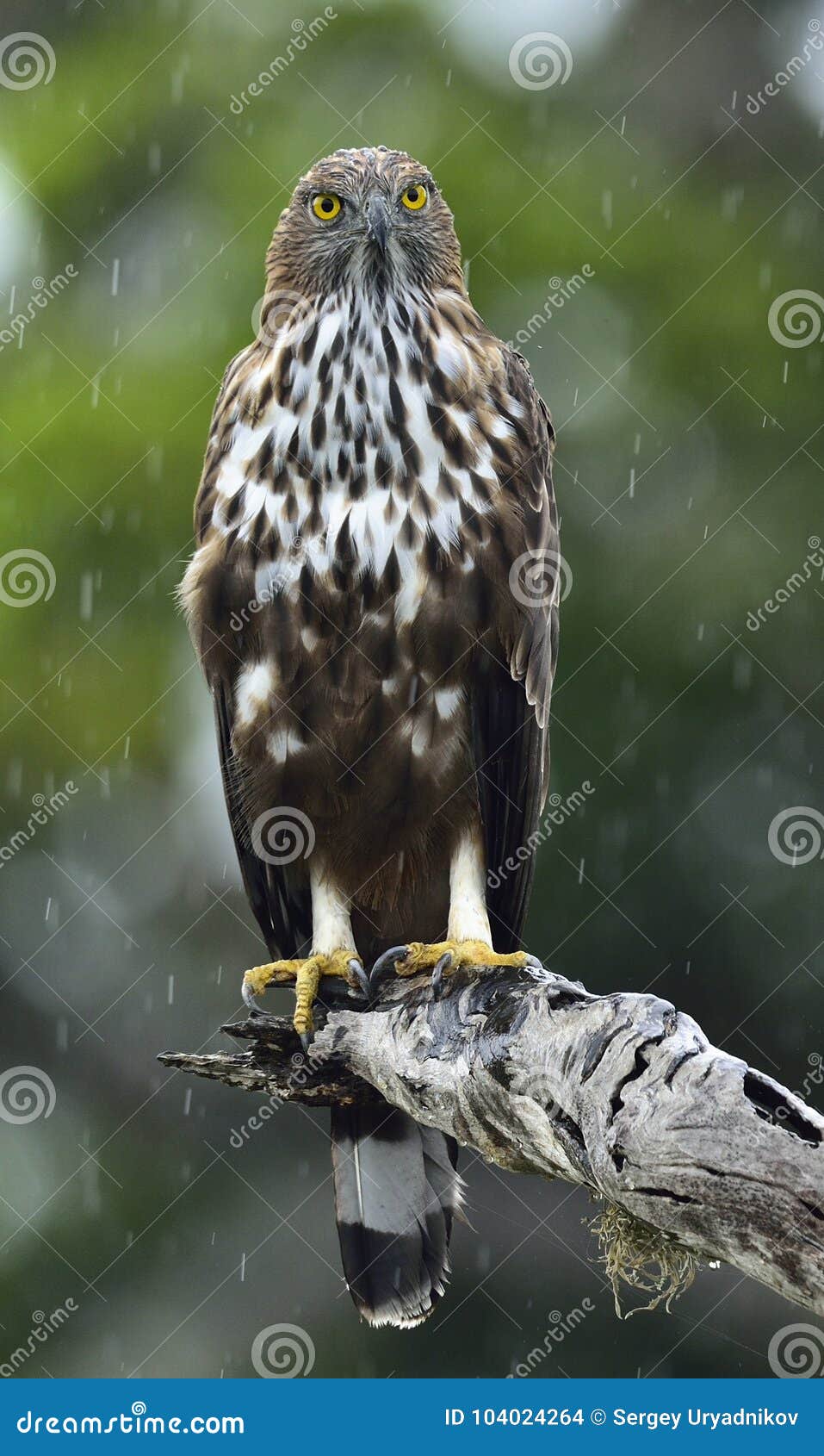 The Changeable Hawk-eagle Nisaetus Cirrhatus Stock Photo - Image of ...