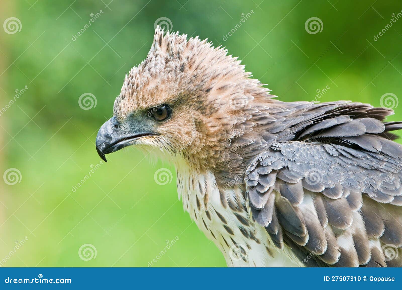 Changeable Hawk Eagle (Nisaetus Limnaeetus) Stock Photo - Image of hawk ...