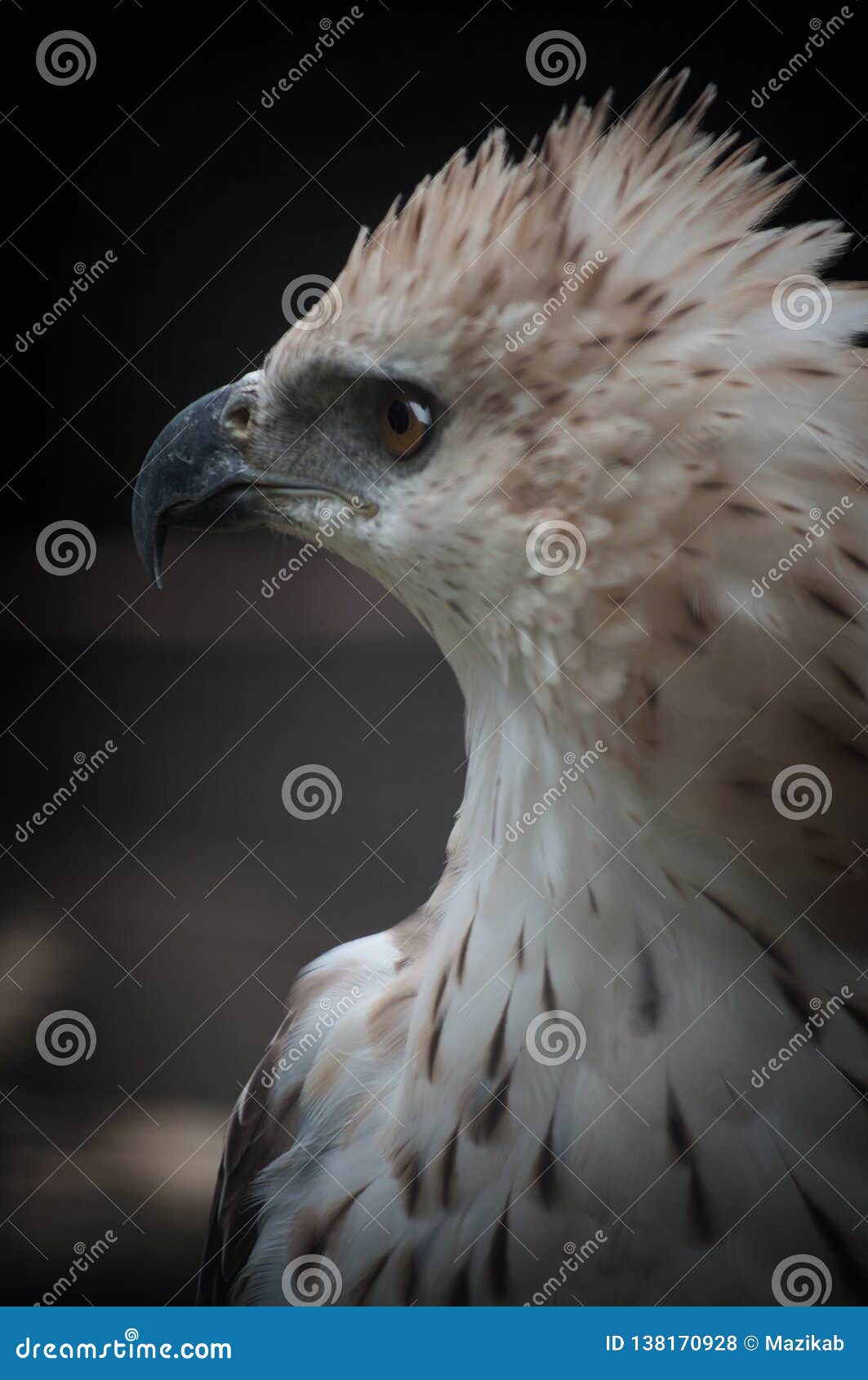Changeable Hawk Eagle stock photo. Image of cirrhatus - 138170928