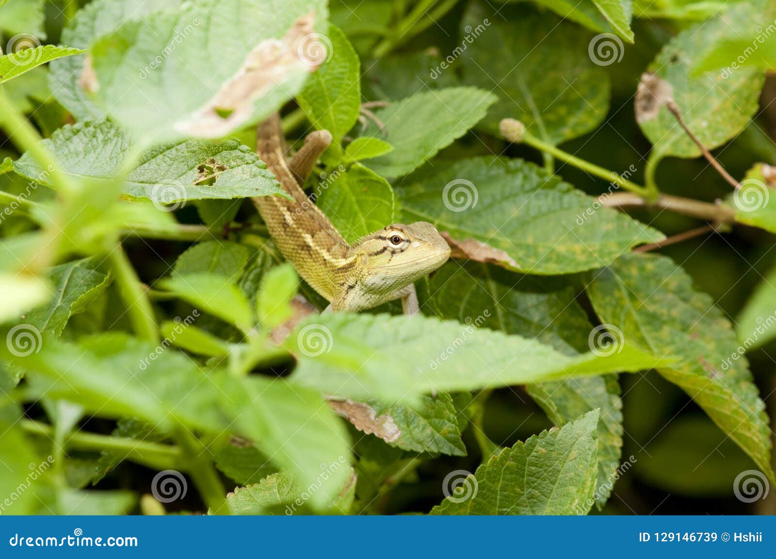 Changeable Lizard Calotes Versicolor Stock Image - Image of plant ...