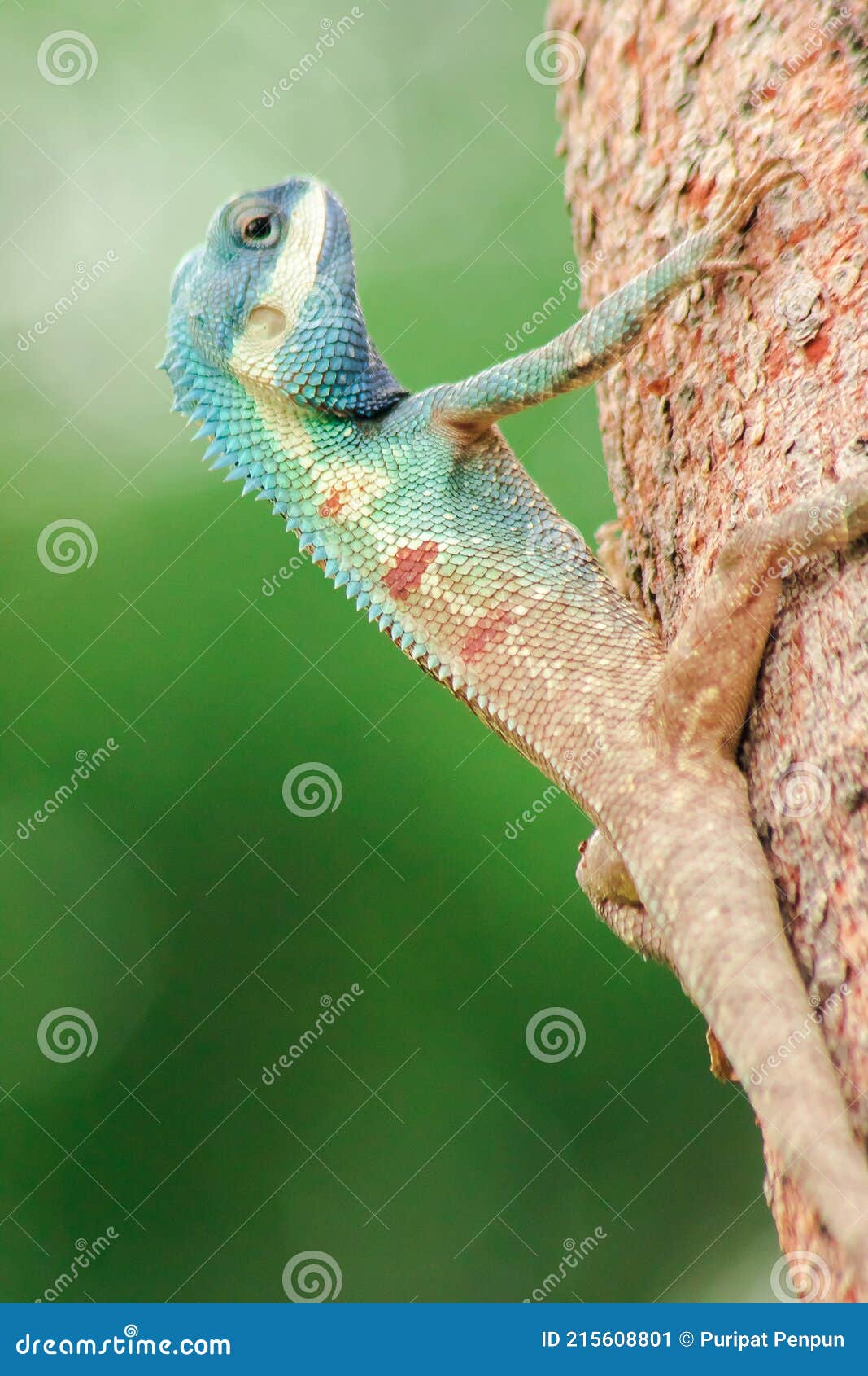 Changeable Lizard, Red-headed Lizard, Indian Garden Lizard. on the Tree ...