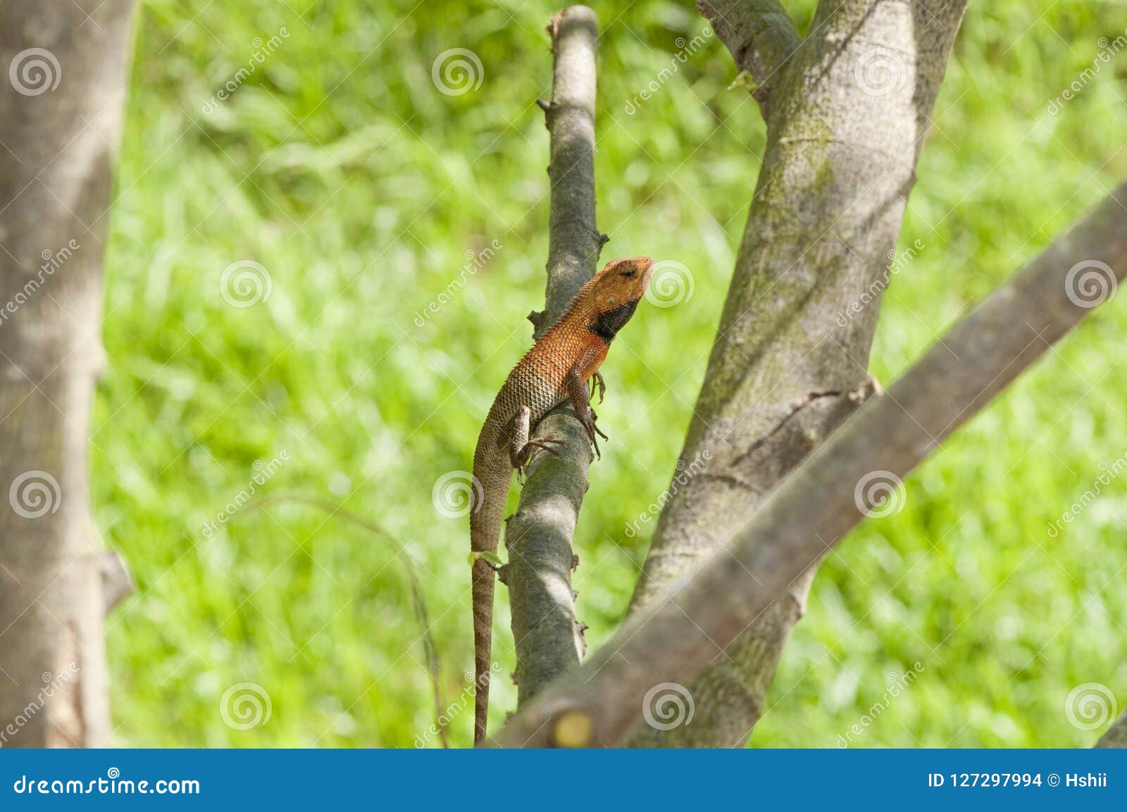 Changeable Lizard on tree stock photo. Image of tree - 127297994
