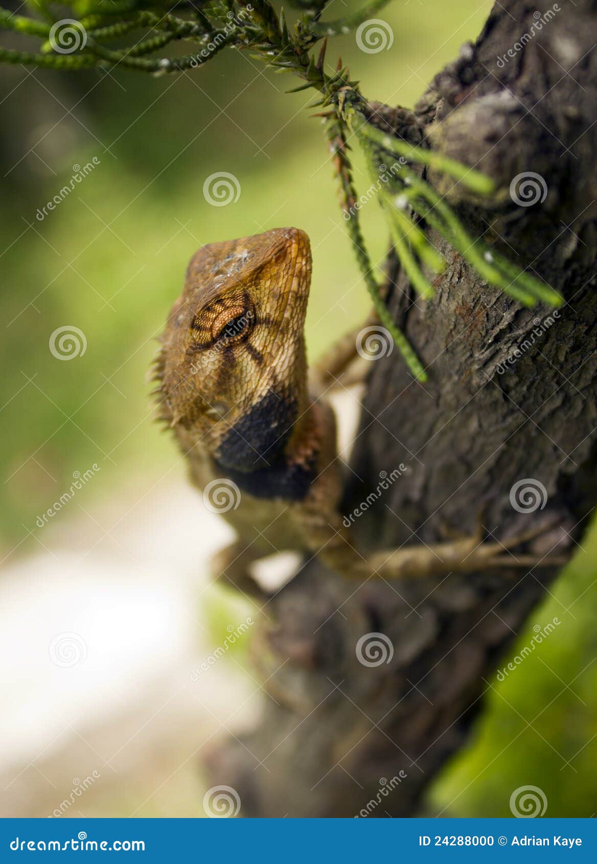 Changeable lizard up tree stock photo. Image of lizard - 24288000