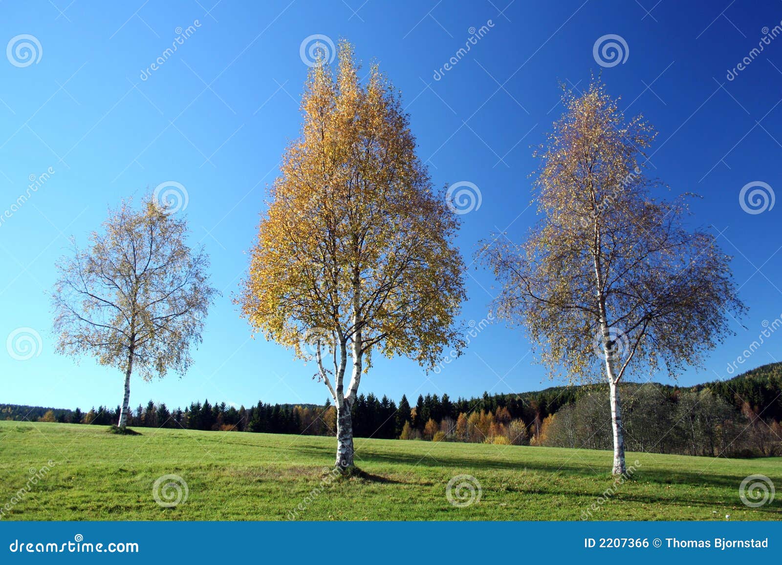 The changes of autumn stock photo. Image of fall, change - 2207366