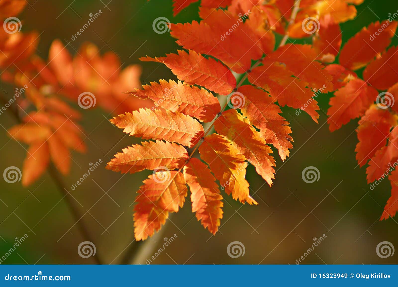 Changes in Nature in the Autumn Stock Image - Image of object, details ...