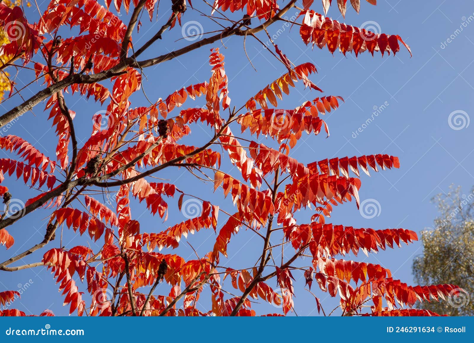 Changes in Nature during the Autumn Season Stock Photo - Image of ...