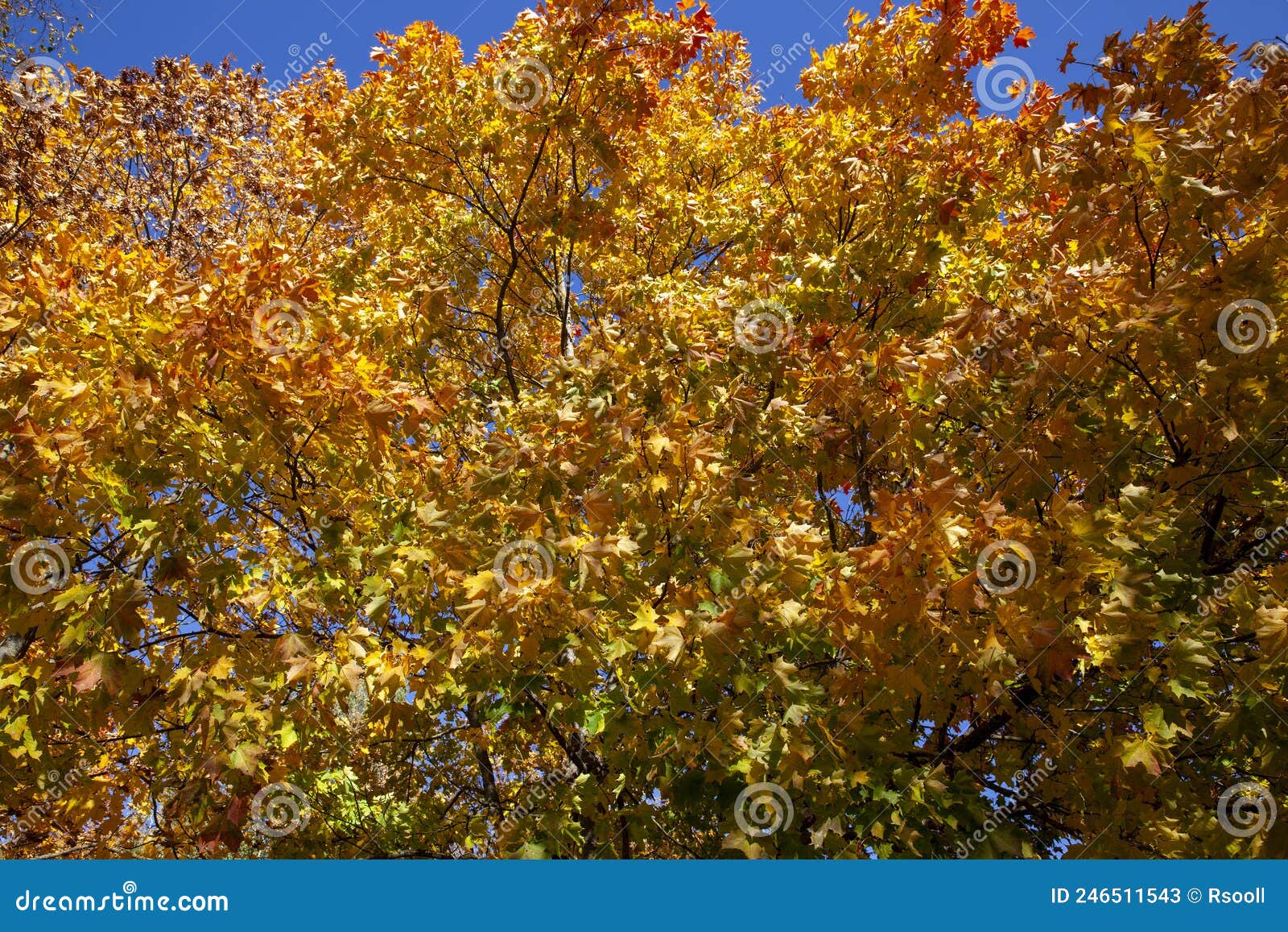 Changes in Nature during the Autumn Season Stock Image - Image of ...