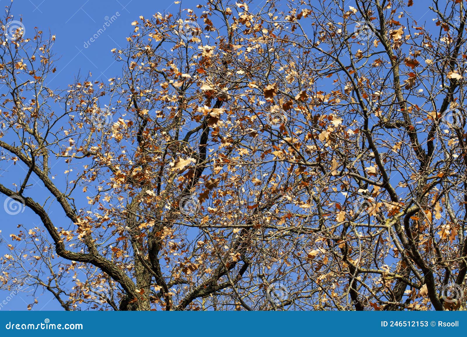 Changes in Nature during the Autumn Season Stock Image - Image of light ...