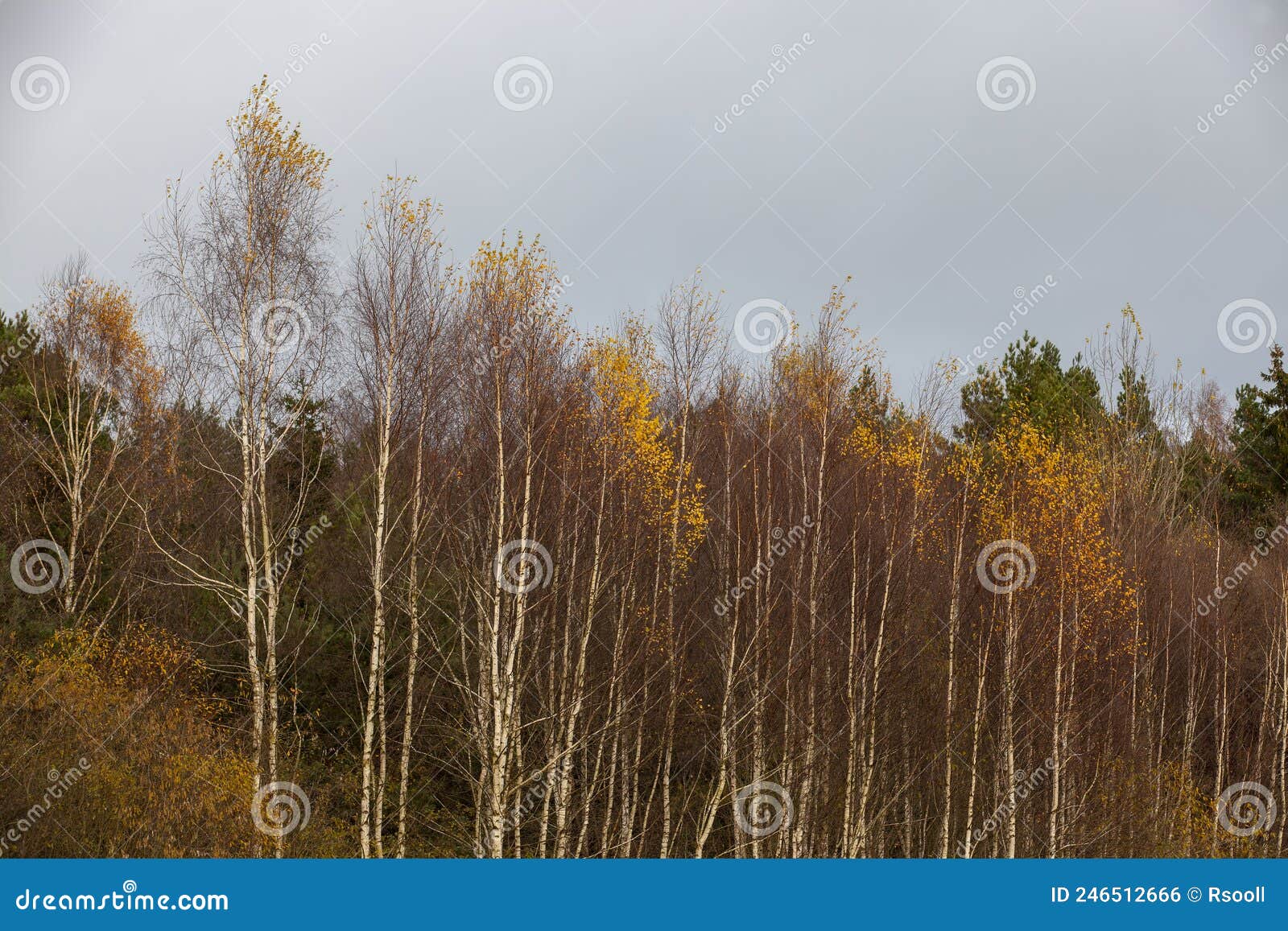 Changes in Nature during the Autumn Season Stock Photo - Image of park ...