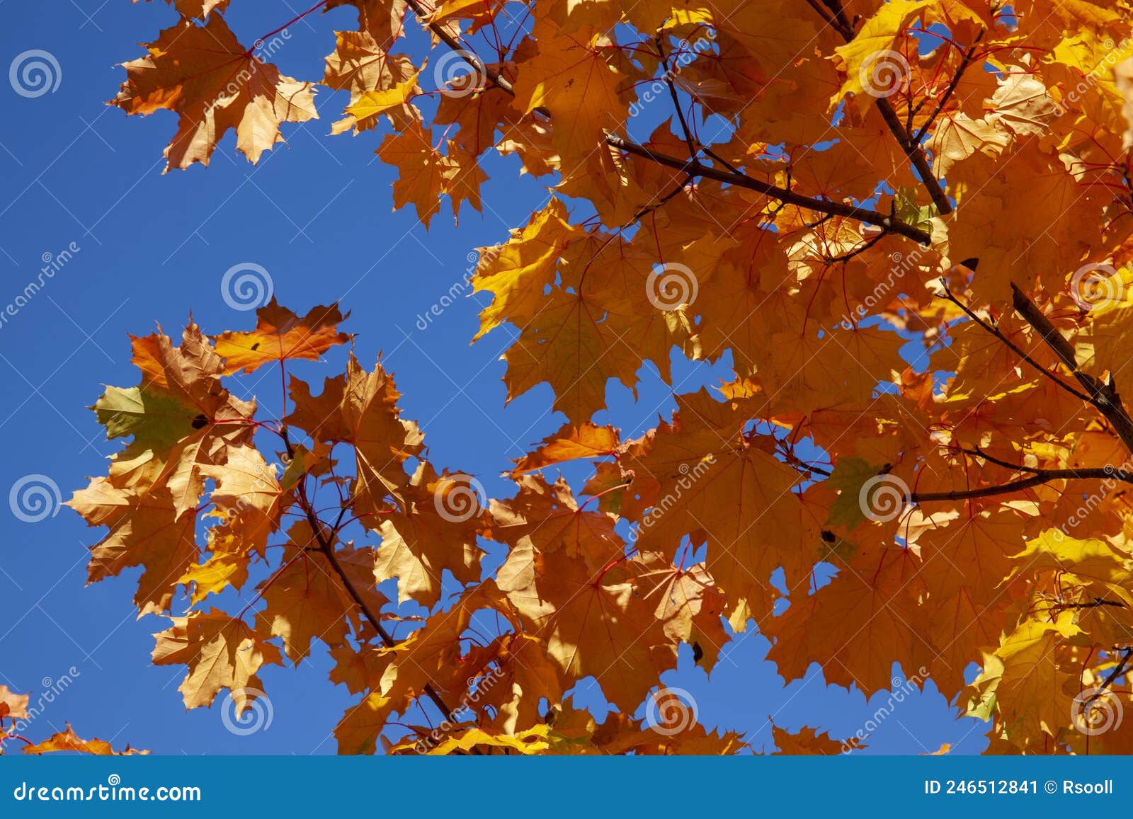 Changes in Nature during the Autumn Season Stock Image - Image of ...