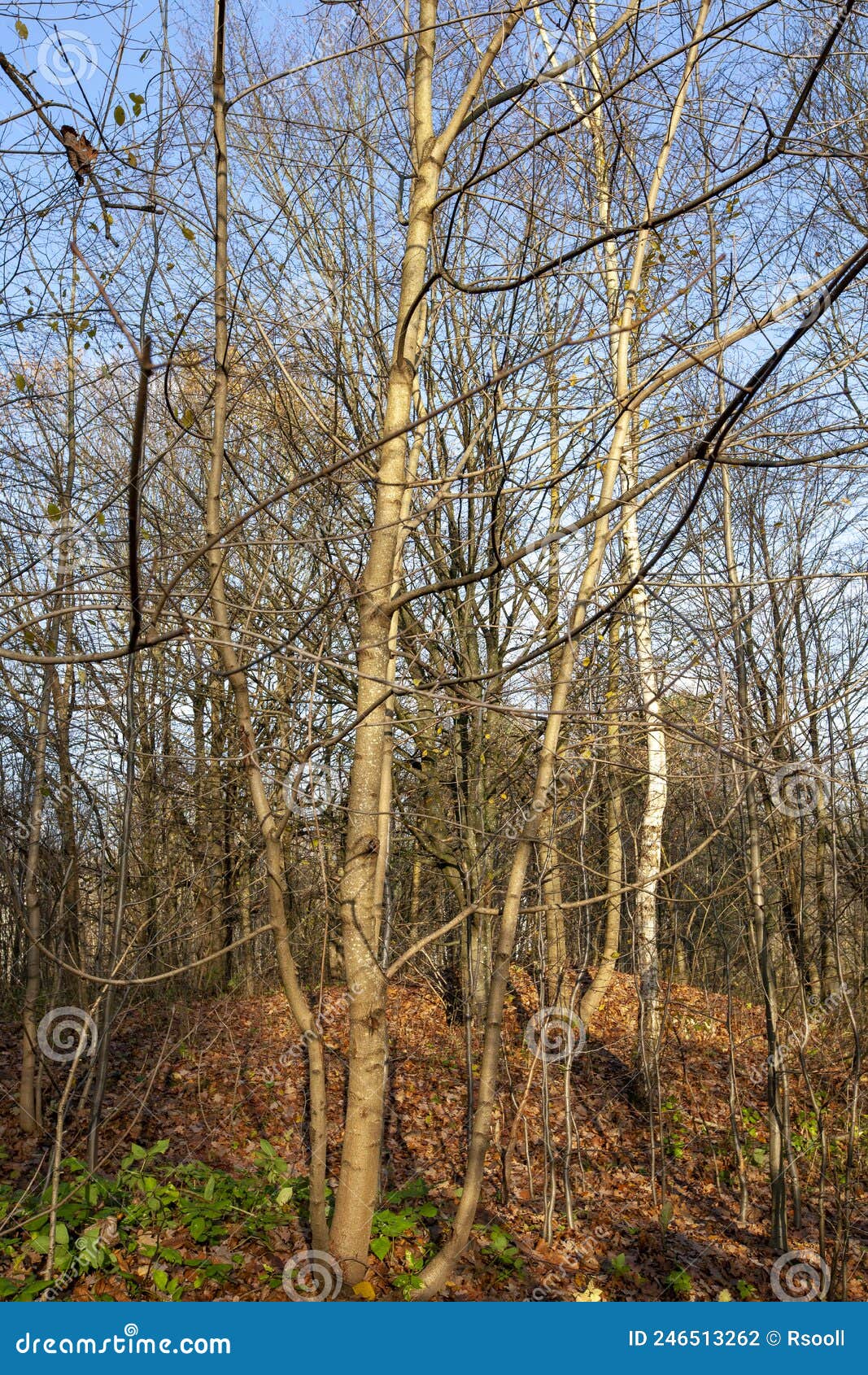Changes in Nature during the Autumn Season Stock Photo - Image of ...