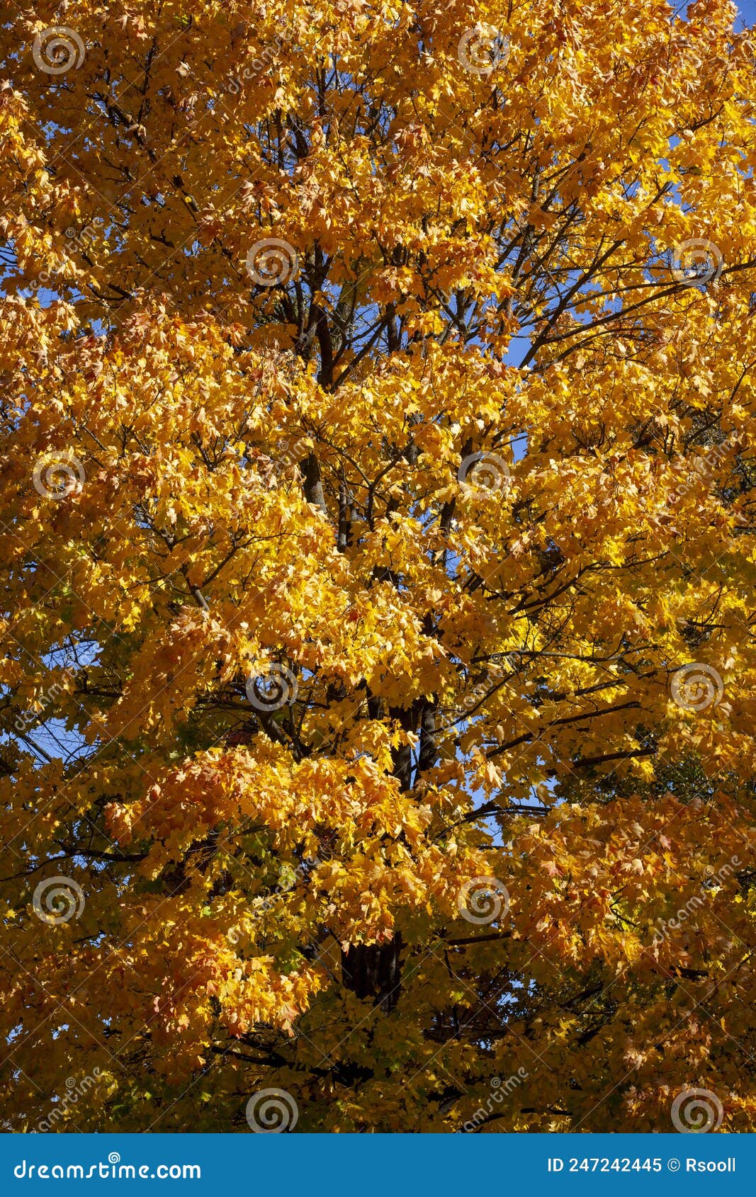 Changes in Nature during the Autumn Season Stock Image - Image of ...