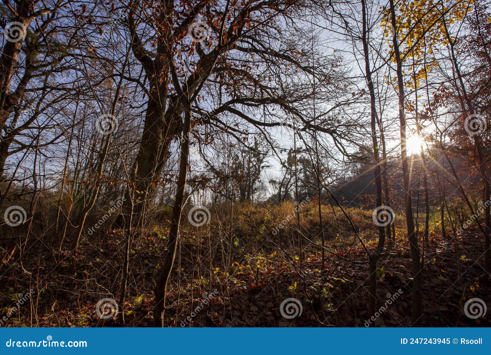 Changes in Nature during the Autumn Season Stock Image - Image of gold ...